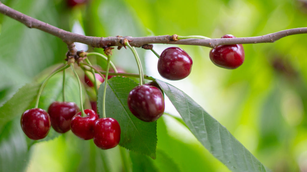 Fruiting Trees – FEATURE TREES BALLARAT