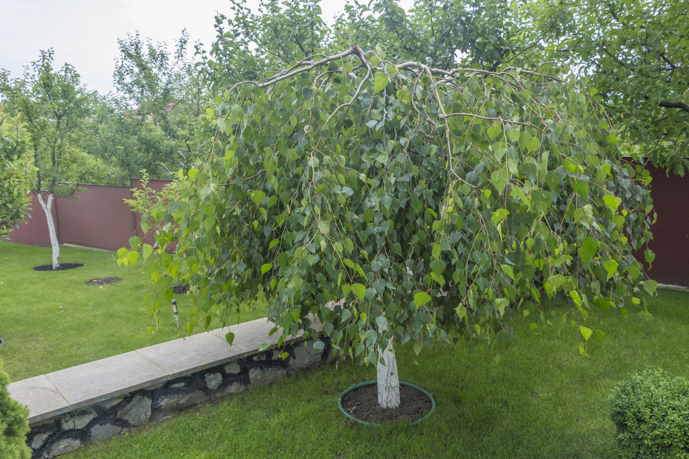 Weeping Trees – FEATURE TREES BALLARAT