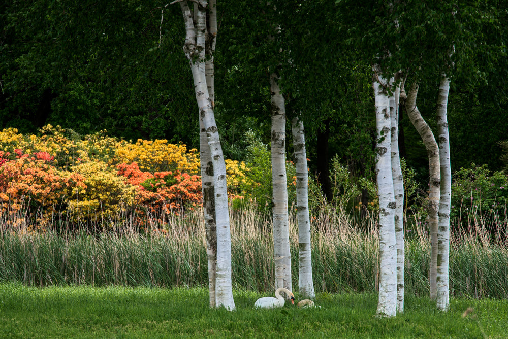Betula - Birch – FEATURE TREES BALLARAT