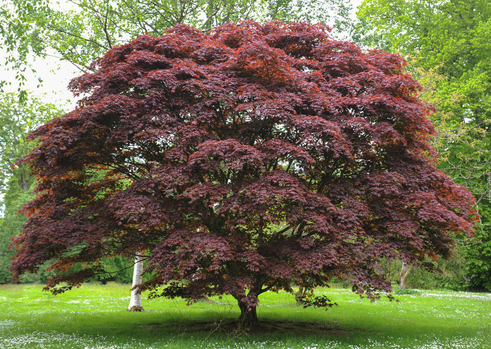 Upright Japanese Maples – FEATURE TREES BALLARAT