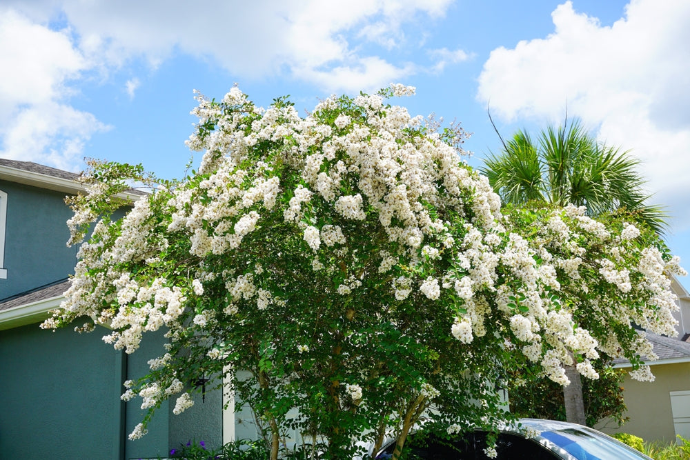 Medium Trees – FEATURE TREES BALLARAT