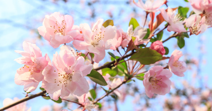 Malus - Crab Apple – FEATURE TREES BALLARAT
