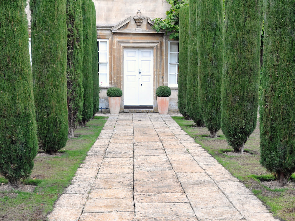 Conifer – FEATURE TREES BALLARAT