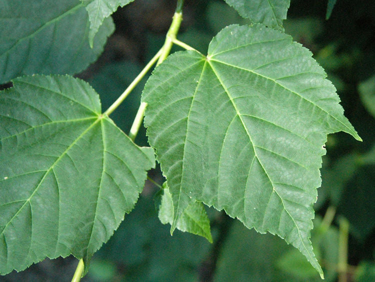 Acer Davidii – Snake Bark Maple – FEATURE TREES BALLARAT
