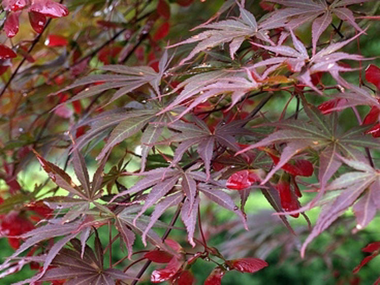 Acer Palmatum Suminagashi - Japanese Maple Suminagashi – FEATURE TREES ...