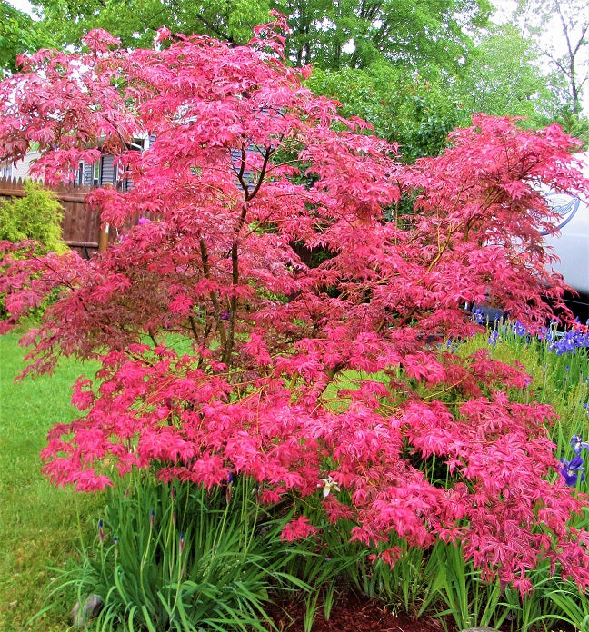 Acer Palmatum Shirazz - Japanese Maple Shirazz – FEATURE TREES BALLARAT