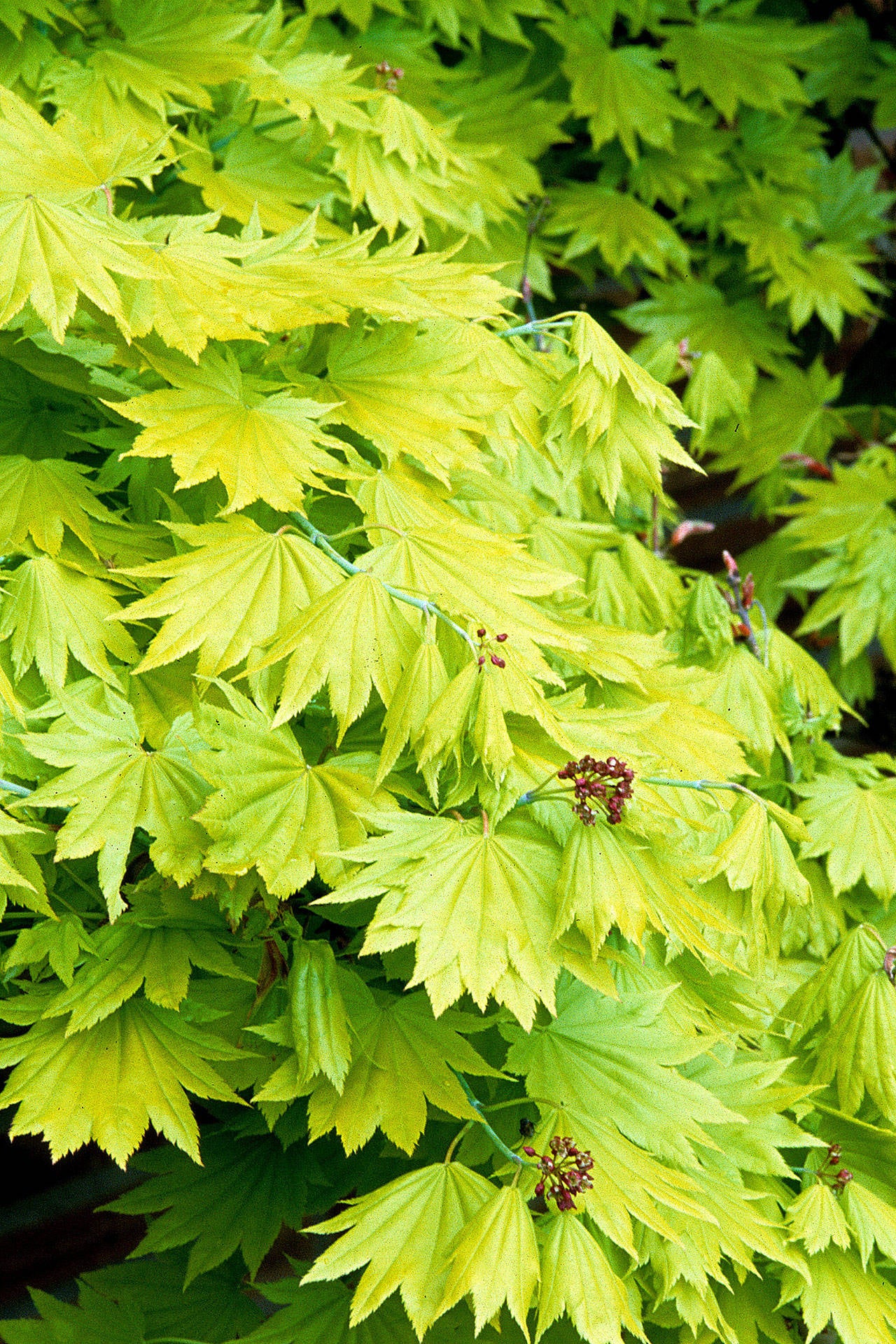 Acer Shirasawanum Aureum - Golden Full Moon Maple – FEATURE TREES BALLARAT