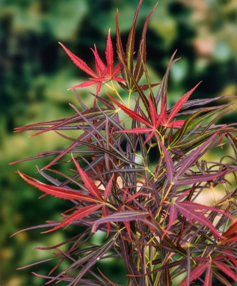 Acer Palmatum Red Pygmy - Japanese Maple Red Pygmy – FEATURE TREES BALLARAT