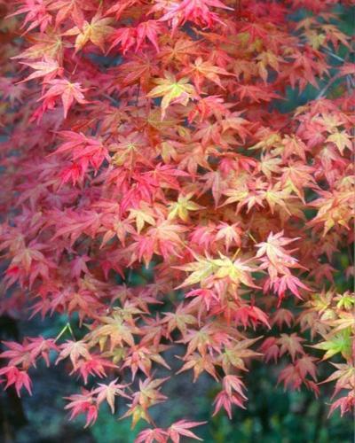 Acer Palmatum Shin Chishio - Japanese Maple Chishio Improved – FEATURE ...