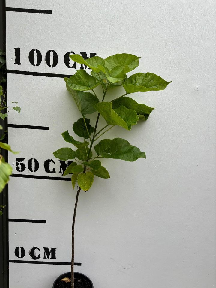 Catalpa Bignonioides - Indian Bean Tree – FEATURE TREES BALLARAT