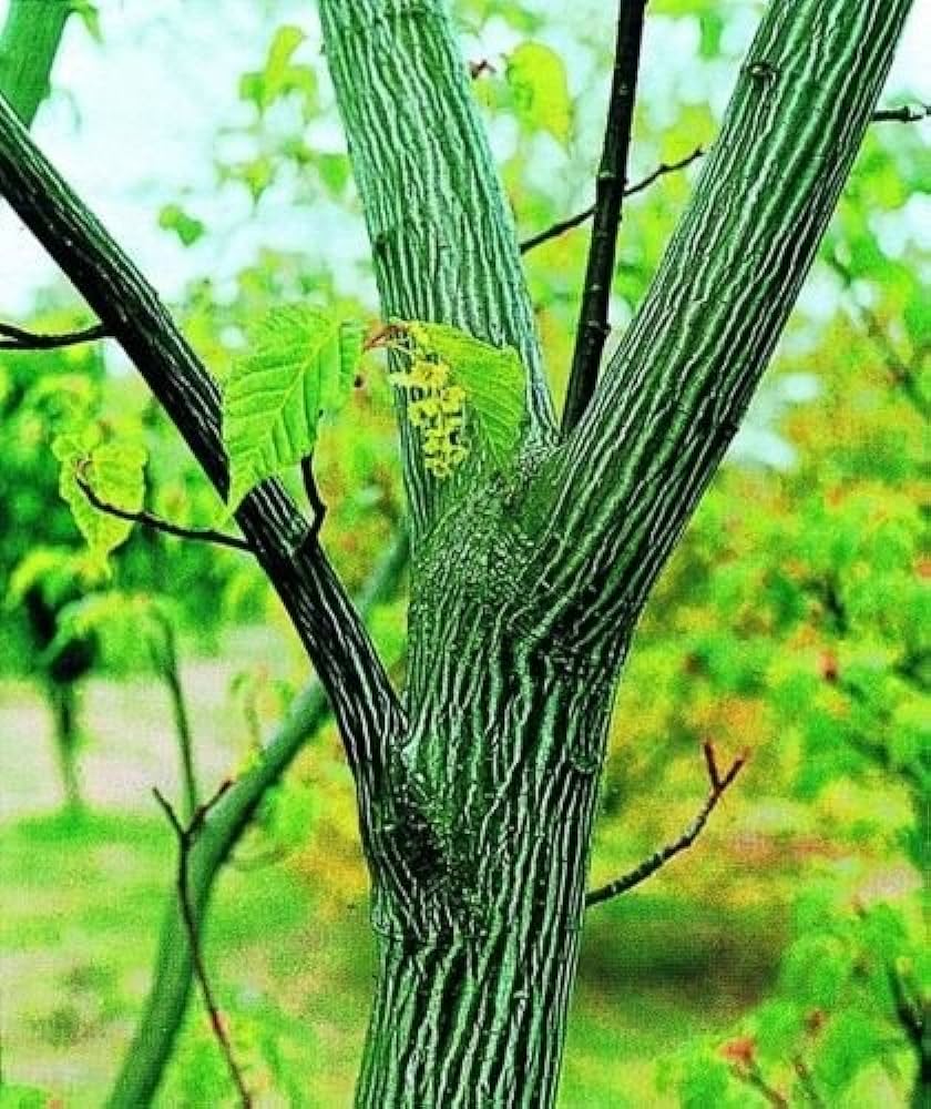 Acer Davidii – Snake Bark Maple – FEATURE TREES BALLARAT
