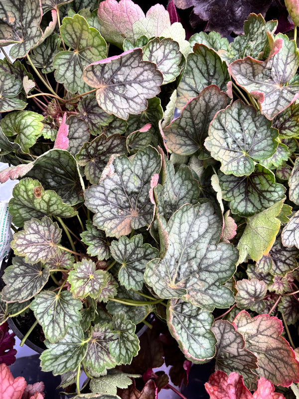 Heuchera Peppermint Spice - Coral Bells – FEATURE TREES BALLARAT
