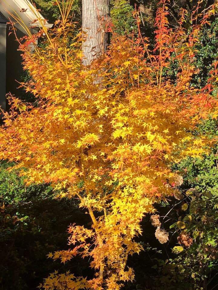 Acer Palmatum Bihou - Japanese Maple Bihou – FEATURE TREES BALLARAT