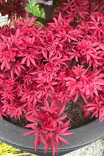 Acer Palmatum Shaina - Japanese Maple Shaina – FEATURE TREES BALLARAT