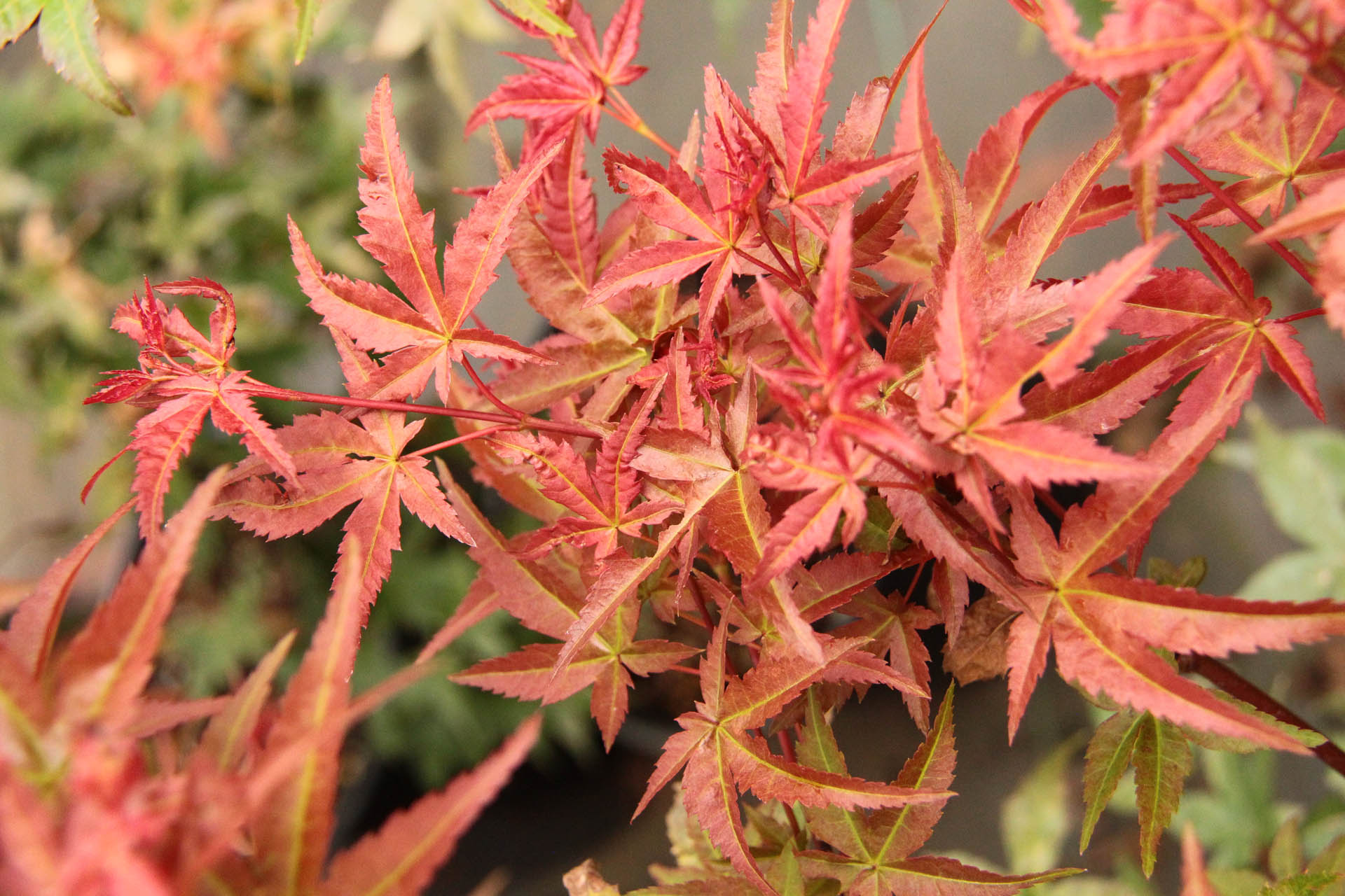 Acer Palmatum Bonfire - Japanese Maple Bonfire – FEATURE TREES BALLARAT