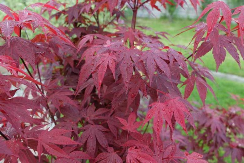 Acer Palmatum Emperor 1 - Japanese Maple Emperor 1 – FEATURE TREES BALLARAT