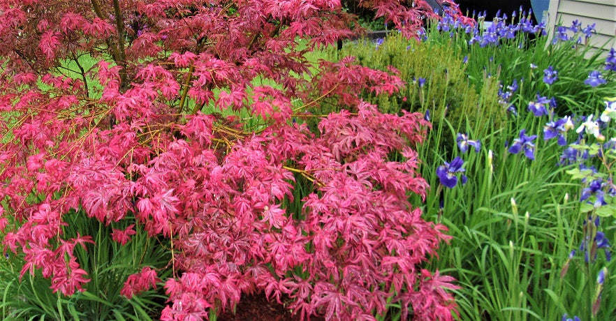 Acer Palmatum Shirazz - Japanese Maple Shirazz – FEATURE TREES BALLARAT