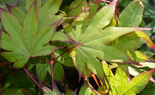 Acer Palmatum Emerald Sunset - Japanese Maple Emerald Sunset – FEATURE ...