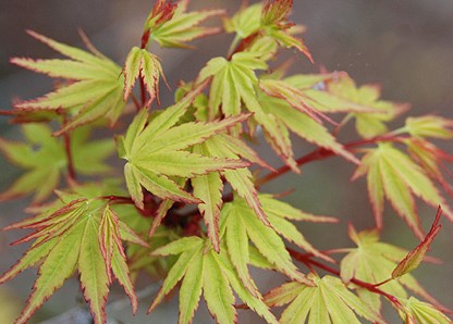 Acer Palmatum - Common Japanese Maple – FEATURE TREES BALLARAT