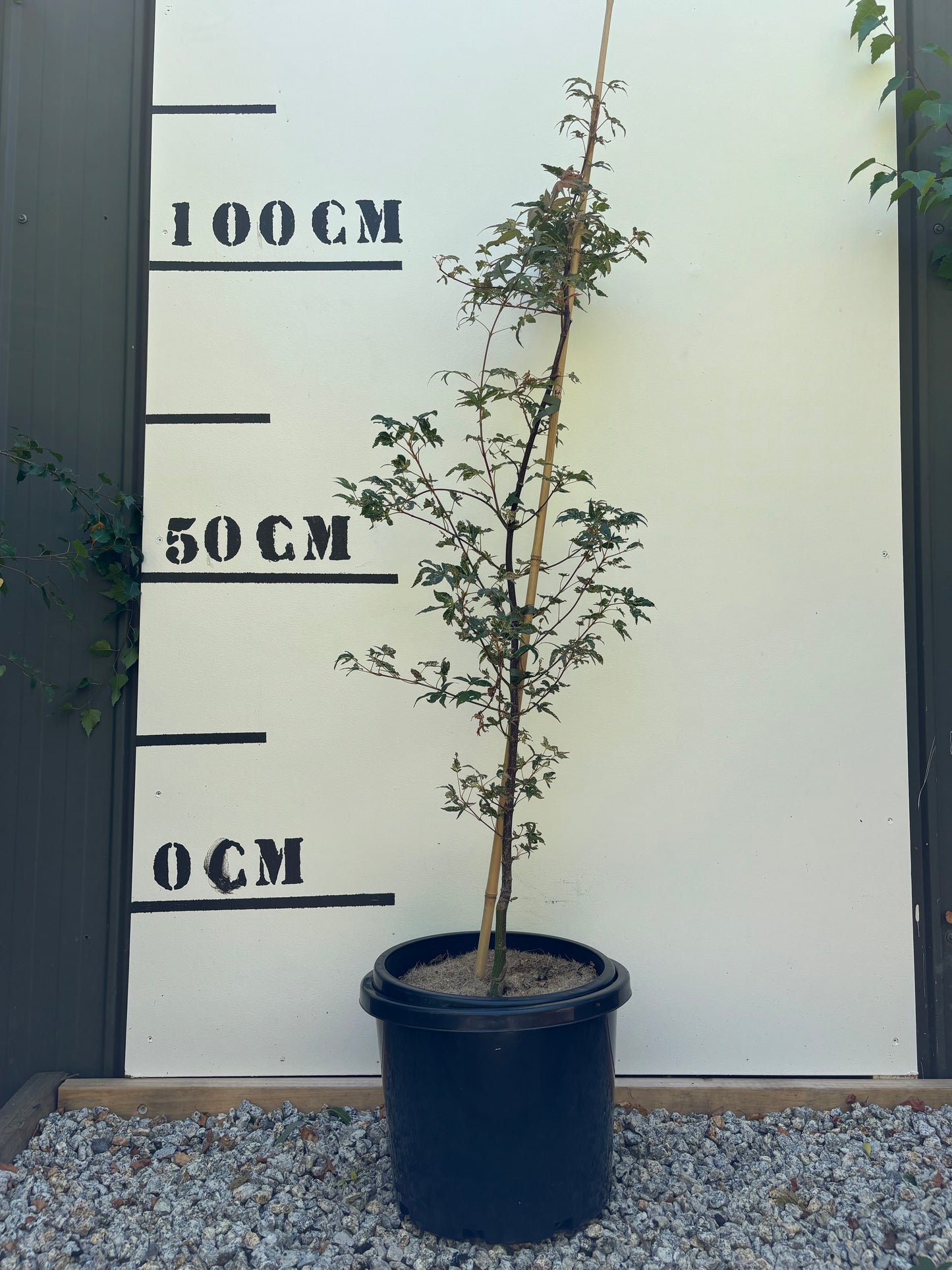 Acer Palmatum Ukigumo - Japanese Maple Ukigumo – FEATURE TREES BALLARAT