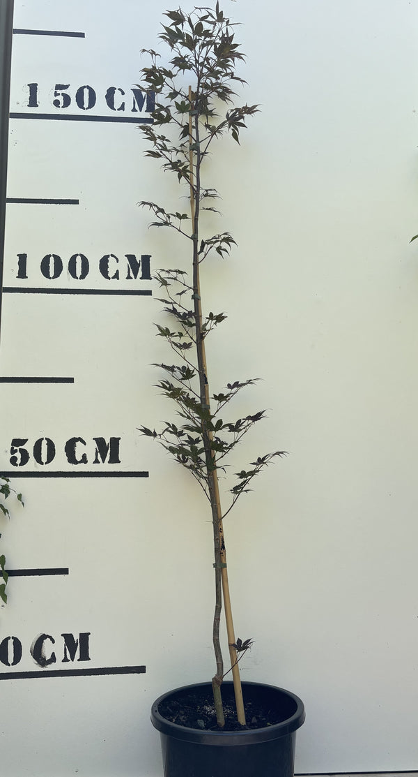 Acer Palmatum Atropurpureum - Japanese Maple Purple Upright – FEATURE ...