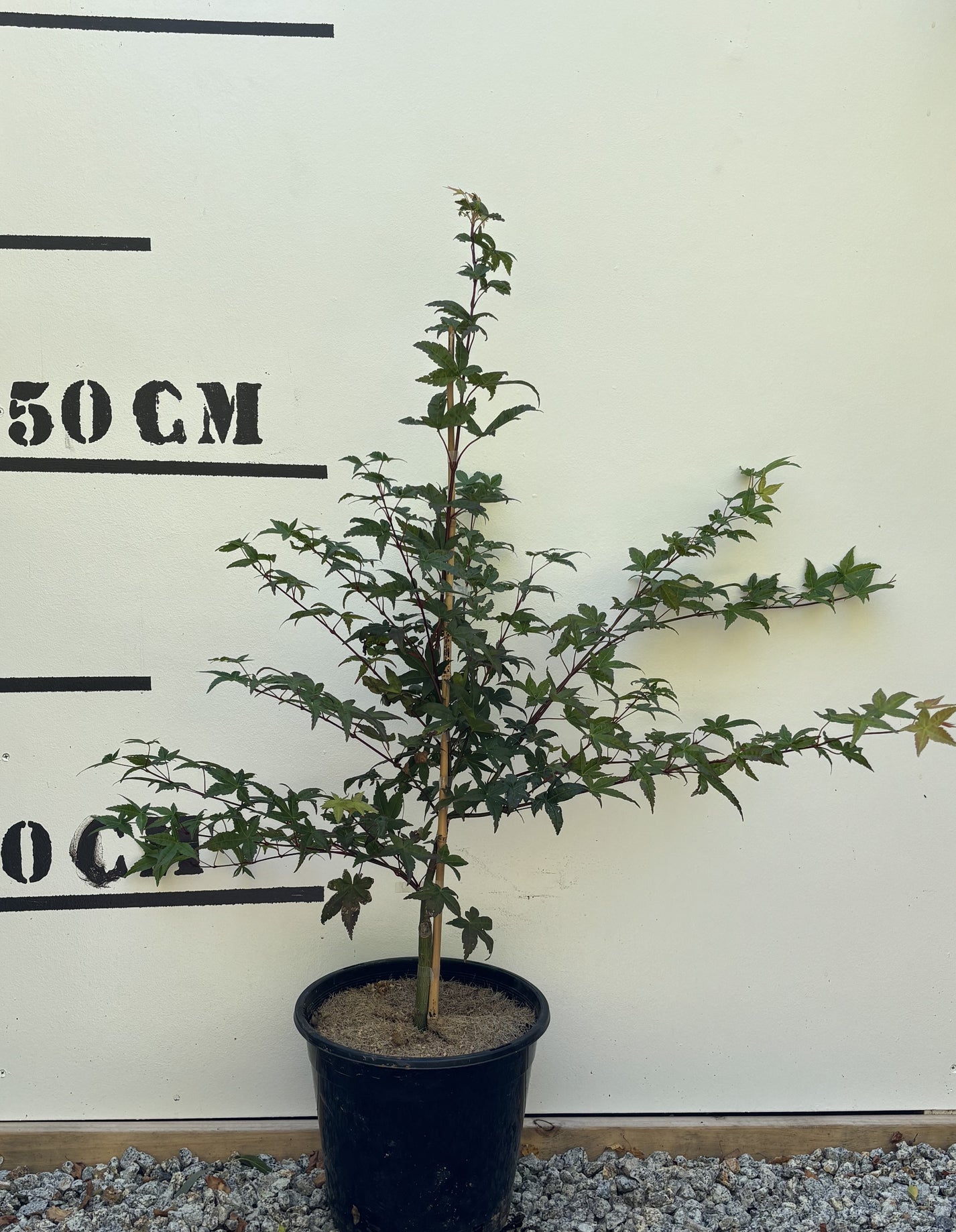 Acer Palmatum Shin Chishio - Japanese Maple Chishio Improved – FEATURE ...