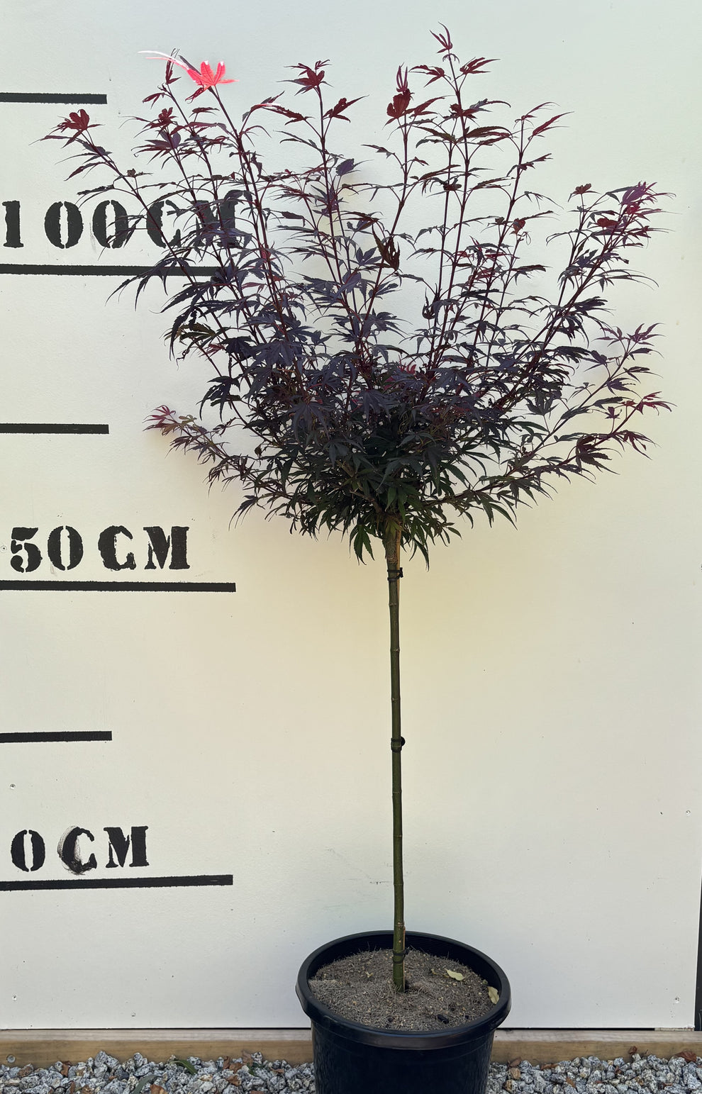 Acer Palmatum Shaina - Japanese Maple Shaina – FEATURE TREES BALLARAT