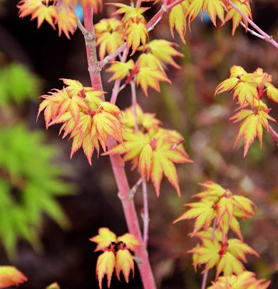 Acer Palmatum Aka Kawa Hime - Japanese Maple Aka Kawa Hime – FEATURE ...
