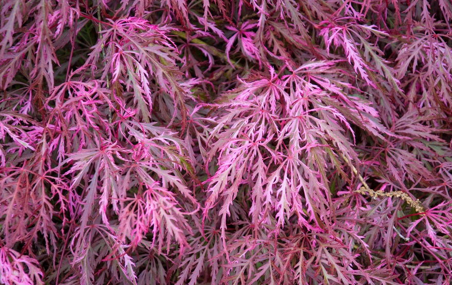 Acer Palmatum 'Hana Matoi' – Hana Matoi Japanese Maple – FEATURE TREES ...