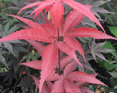 Acer Palmatum 'Moonfire' - Moonfire Japanese Maple – FEATURE TREES BALLARAT