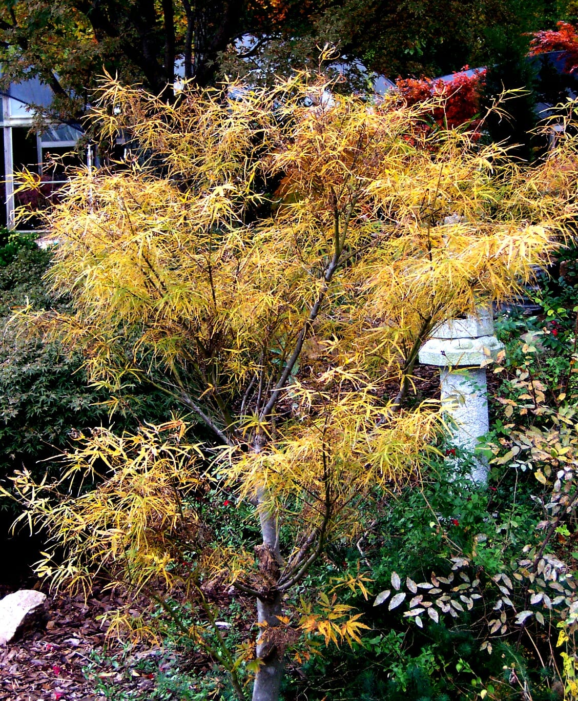 Acer Palmatum Red Pygmy - Japanese Maple Red Pygmy – FEATURE TREES BALLARAT