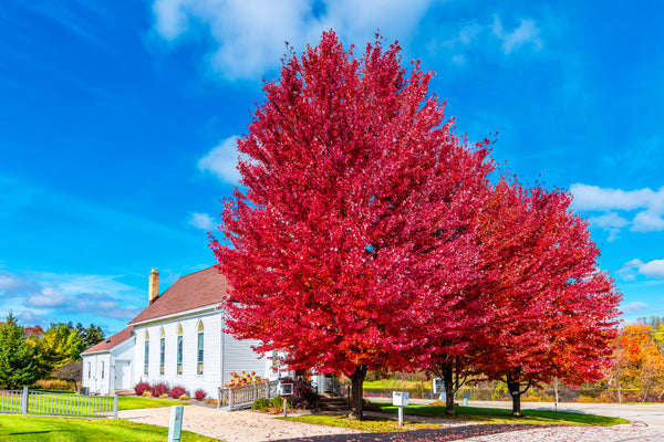 Acer Freemani Jeffers Red "Autumn Blaze" – FEATURE TREES BALLARAT