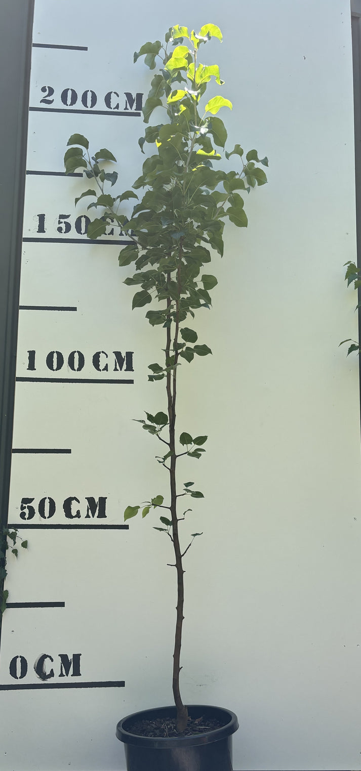 Pyrus Calleryana Capital - Capital Pear – FEATURE TREES BALLARAT