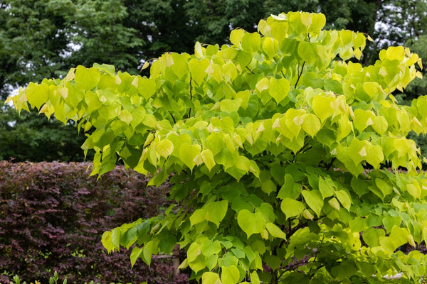 Cercis canadensis - Aurelian Redbud – FEATURE TREES BALLARAT