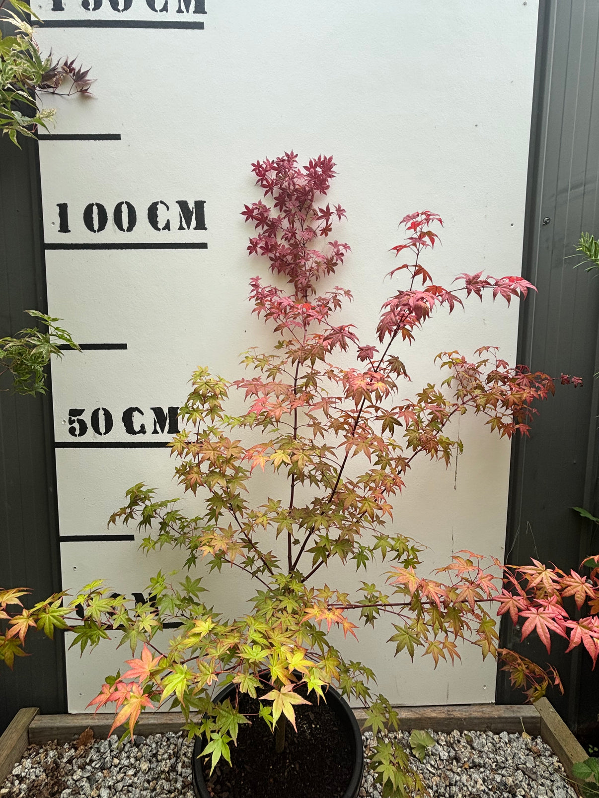 Acer Palmatum Seigen - Japanese Maple Seigen – FEATURE TREES BALLARAT