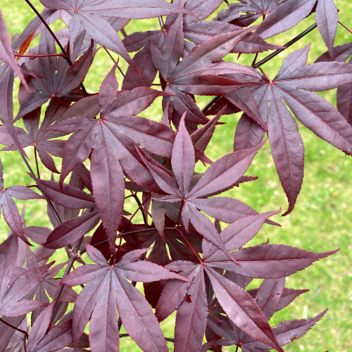 Acer Palmatum Emperor 1 - Japanese Maple Emperor 1 – FEATURE TREES BALLARAT
