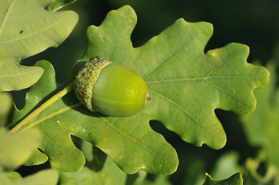 Quercus - Oak – FEATURE TREES BALLARAT