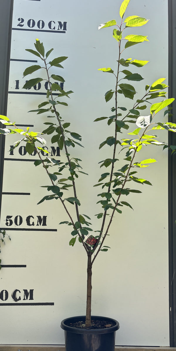 Prunus Avium Stella - Fruiting Cherry Stella – FEATURE TREES BALLARAT