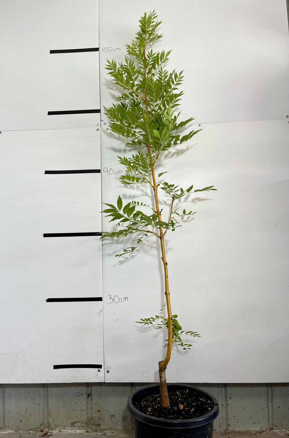 Fraxinus excelsior Aurea - Golden Ash – FEATURE TREES BALLARAT