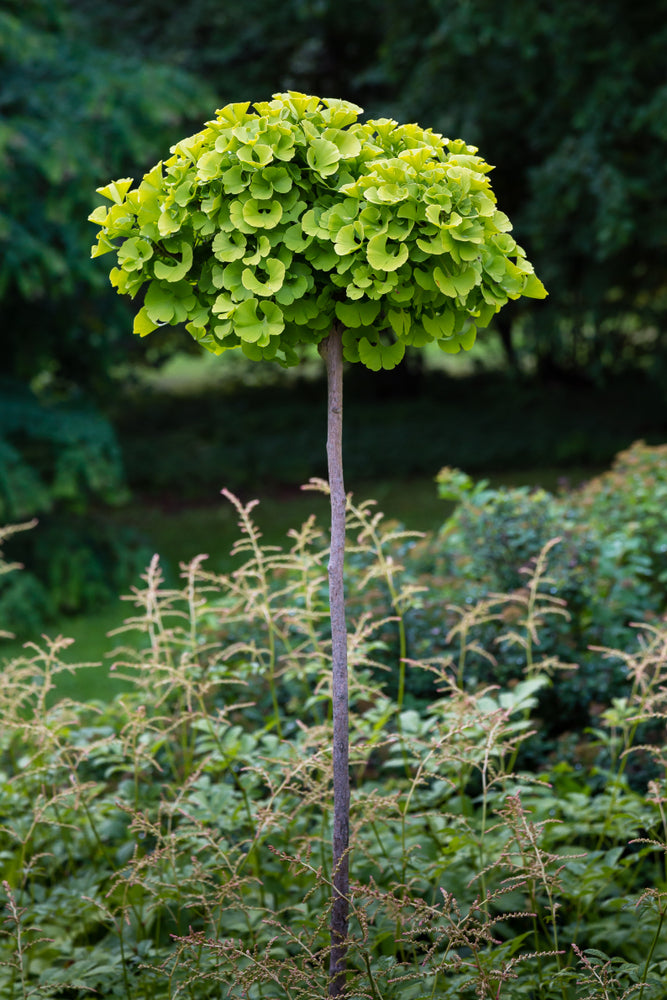 Ginkgo Biloba 'Mariken' - Dwarf Maidenhair Tree – FEATURE TREES BALLARAT