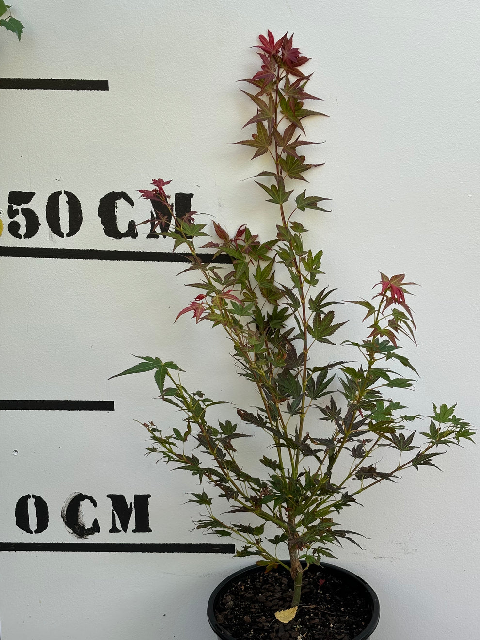 Acer Palmatum Aratama - Japanese Maple Aratama – FEATURE TREES BALLARAT