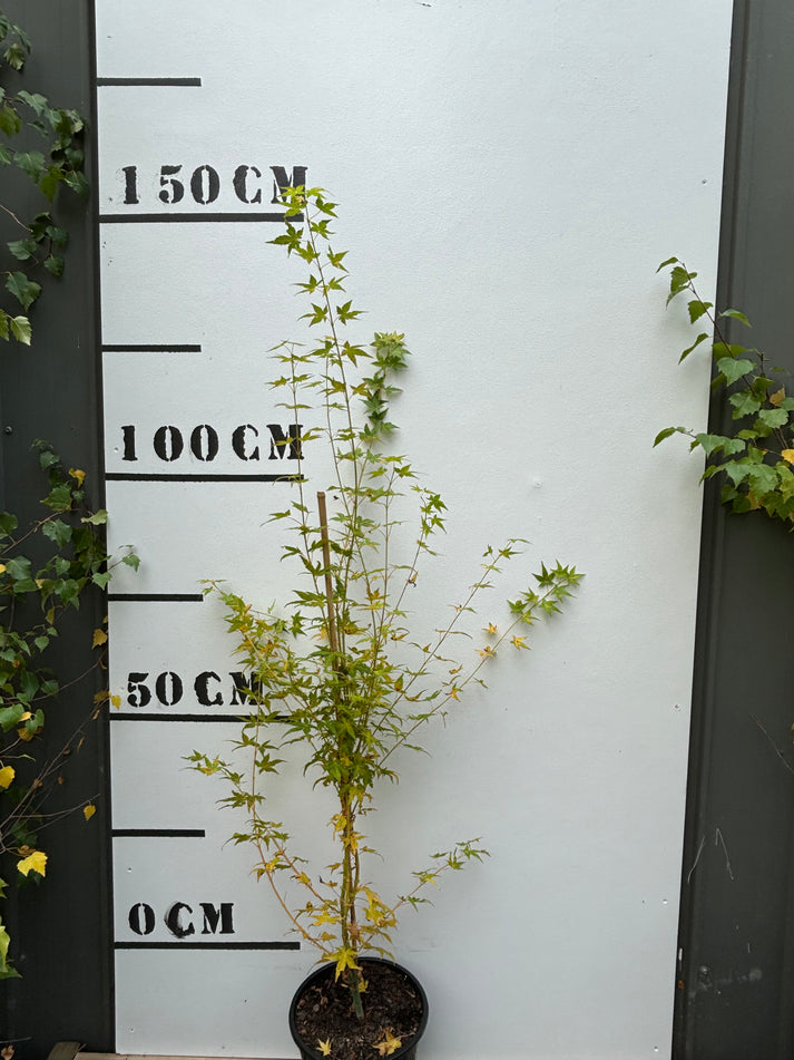 Acer Palmatum Bihou - Japanese Maple Bihou – FEATURE TREES BALLARAT