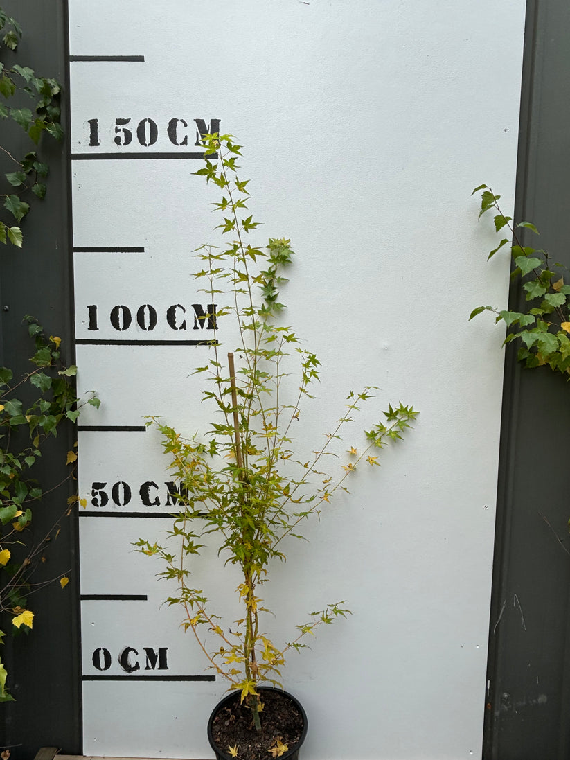 Acer Palmatum Bihou - Japanese Maple Bihou – FEATURE TREES BALLARAT