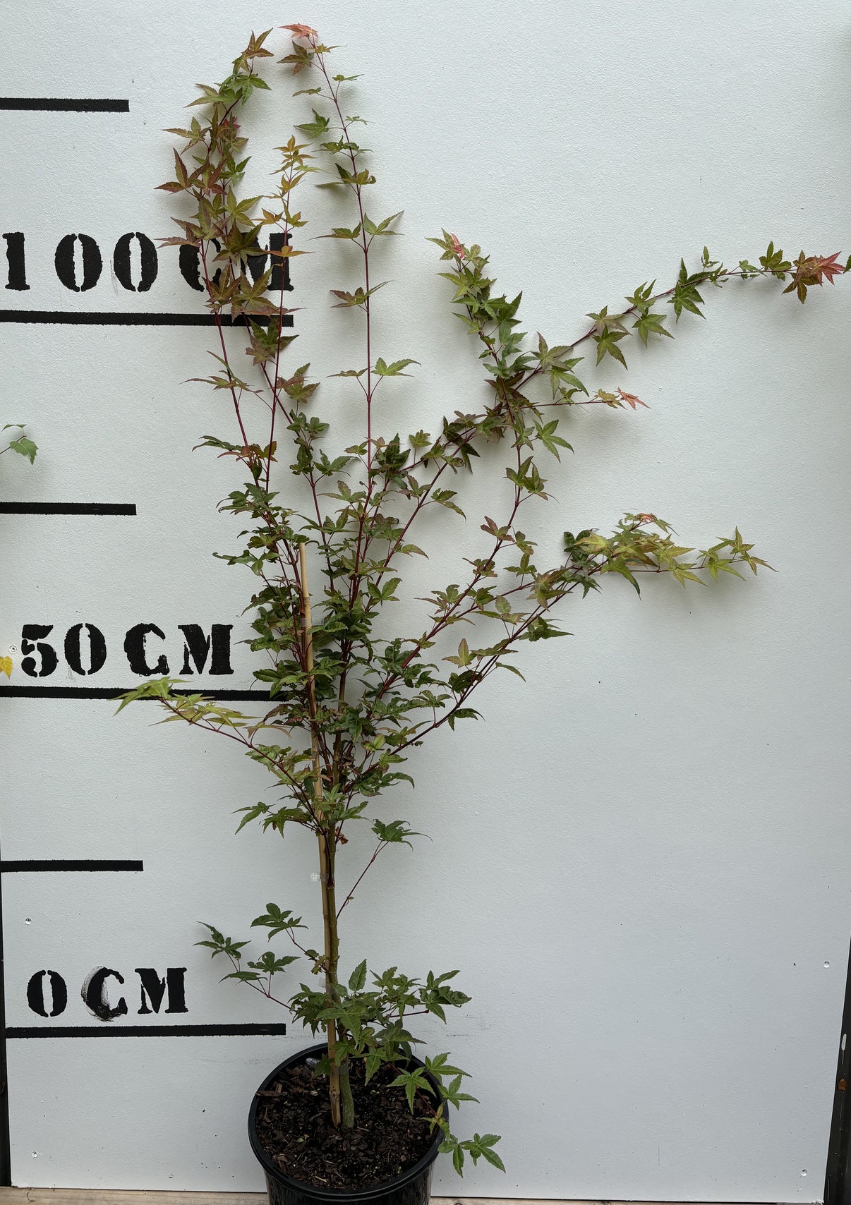 Acer Palmatum Otome Zakura - Japanese Maple Otome Zakura – FEATURE ...