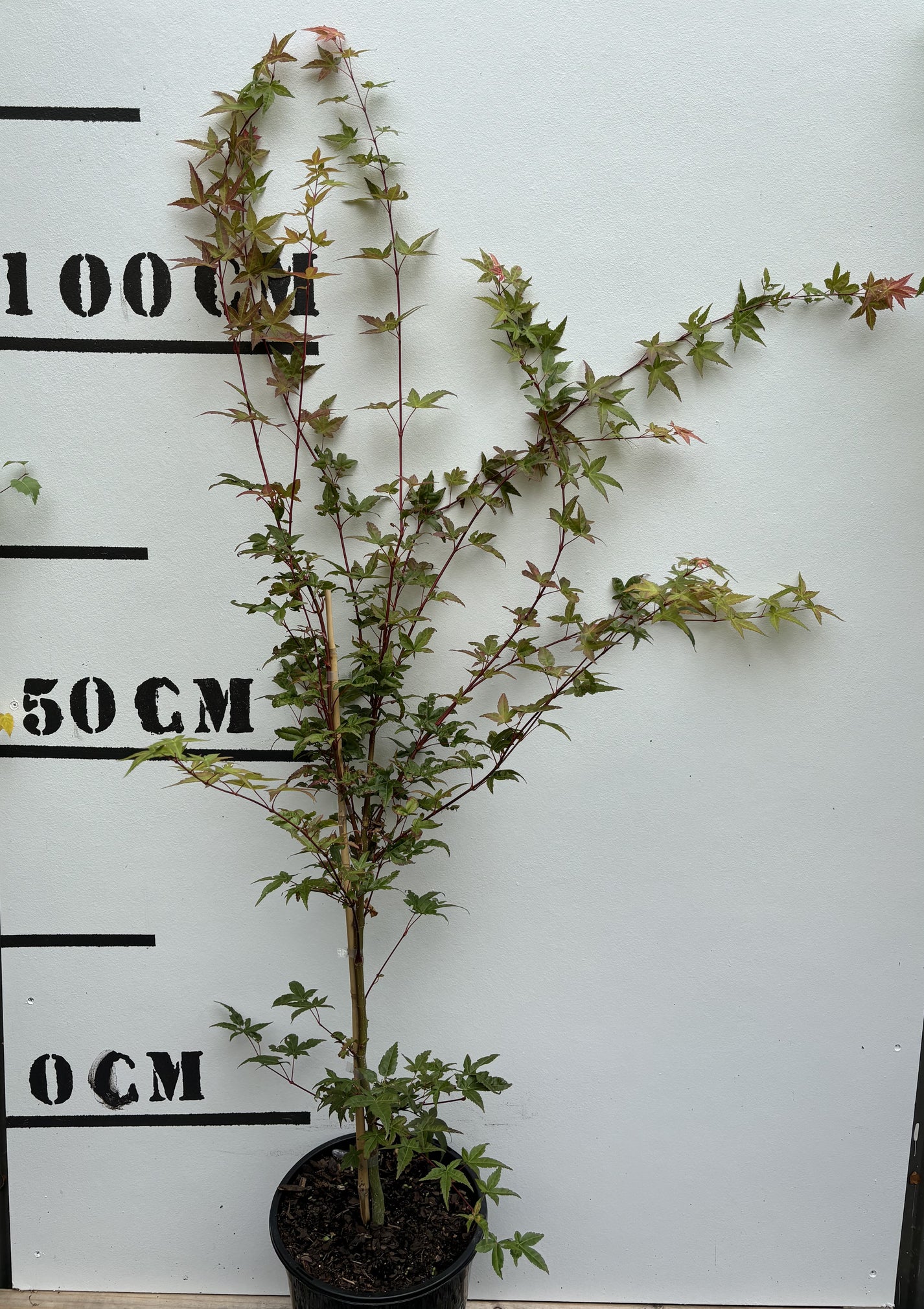 Acer Palmatum Otome Zakura - Japanese Maple Otome Zakura – FEATURE ...