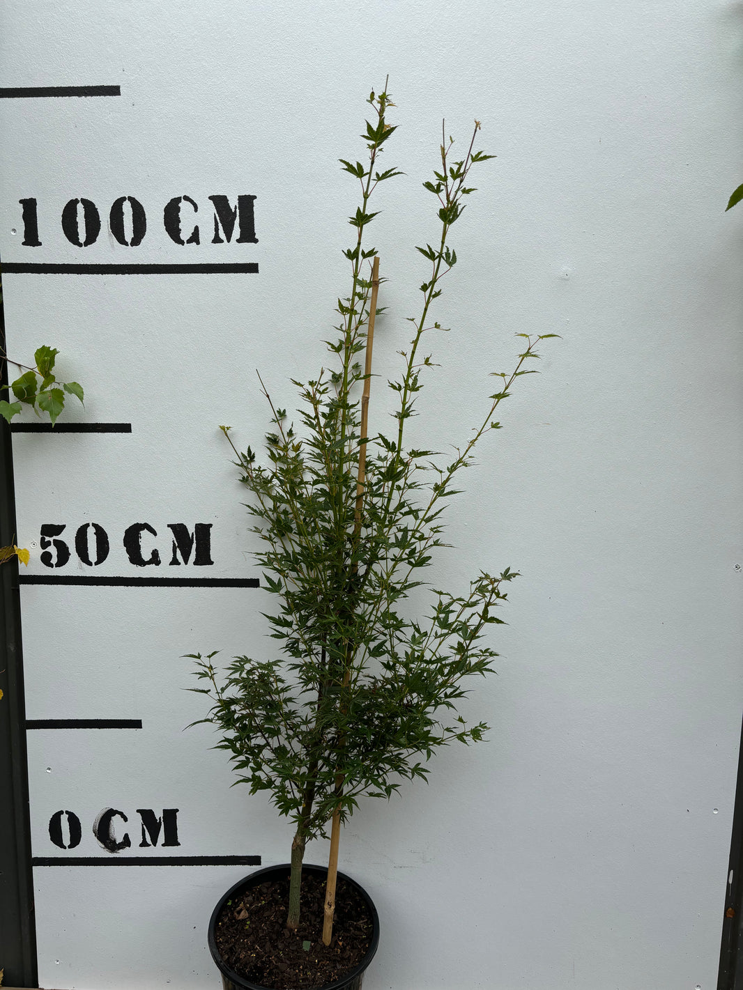 Rare Japanese Maples – FEATURE TREES BALLARAT