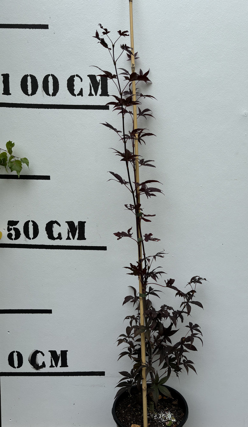 Acer Palmatum Emperor 1 - Japanese Maple Emperor 1 – FEATURE TREES BALLARAT