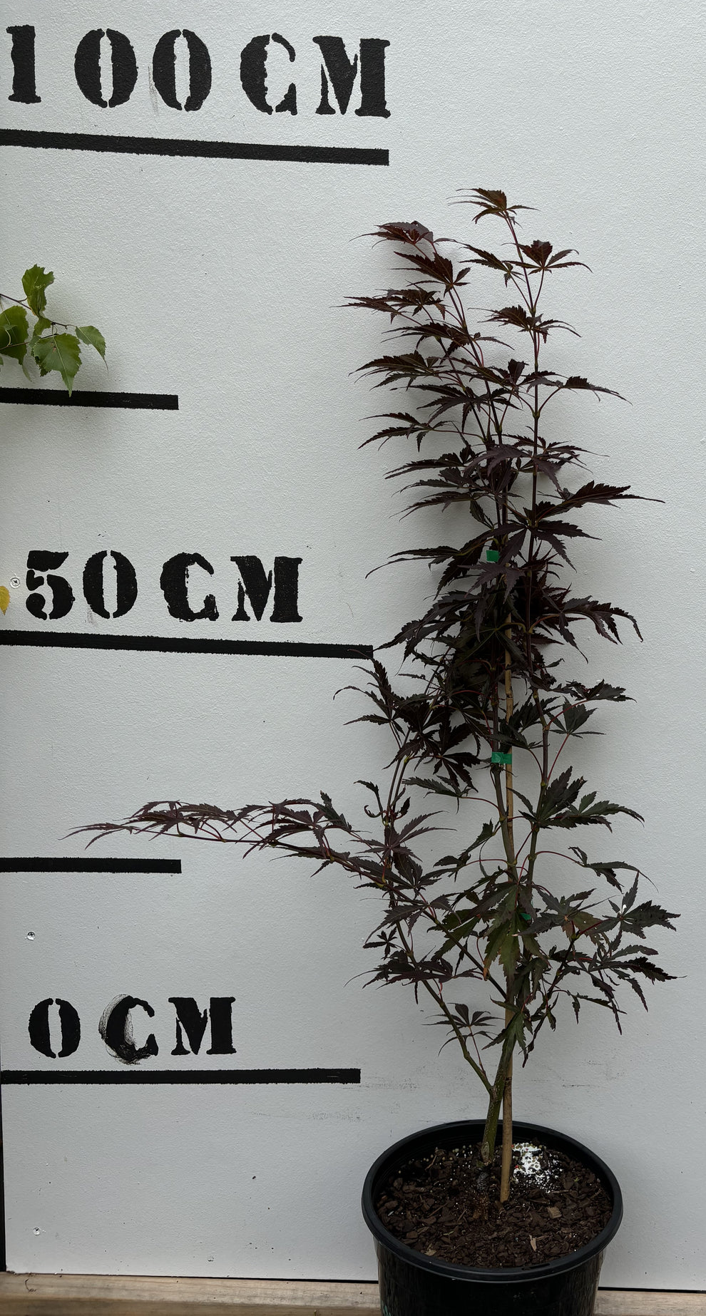 Acer Palmatum Suminagashi - Japanese Maple Suminagashi – FEATURE TREES ...