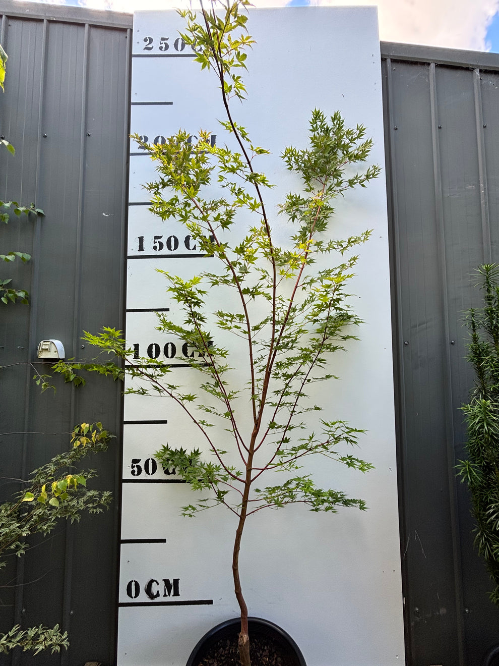 Acer Palmatum Sango Kaku - Japanese Maple Sango Kaku – FEATURE TREES ...
