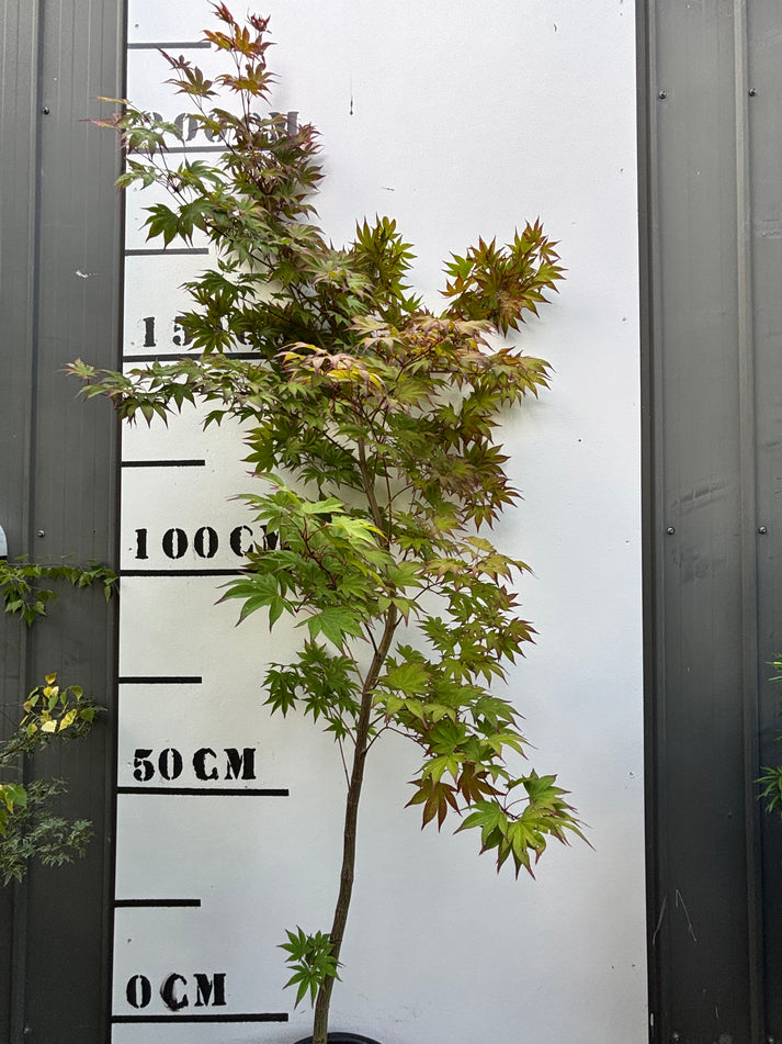 Acer Palmatum Emerald Sunset - Japanese Maple Emerald Sunset – FEATURE ...